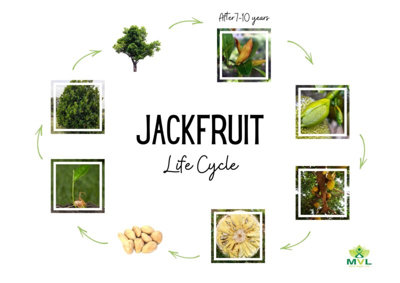 For the Love of Jackfruit - What is a Jackfruit